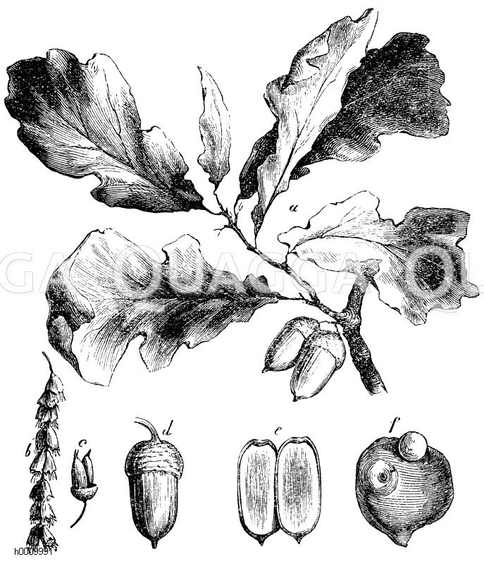 Stieleiche, Sommereiche, Früheiche, Roteiche - Quagga Illustrations