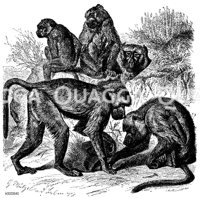 Gelber Pavian, Babuin