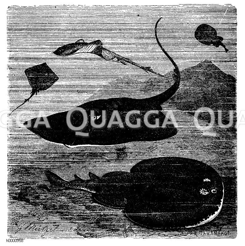 Glattrochen, Zitterrochen - Quagga Illustrations