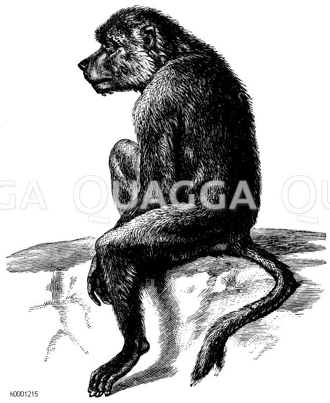 Gelber Pavian, Babuin