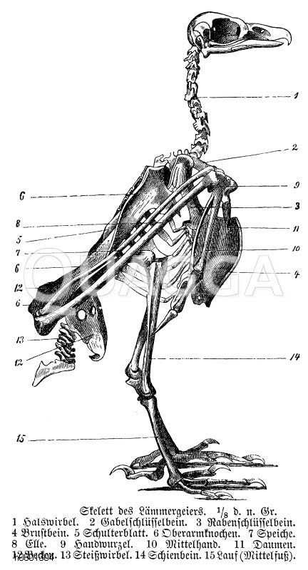 Lämmergeier: Skelett - Quagga Illustrations