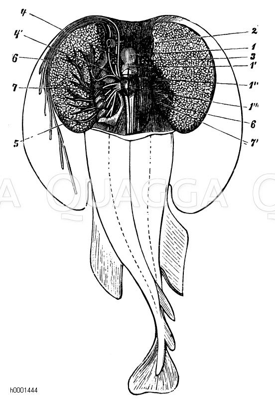 Zitterrochen: Elektrisches Organ