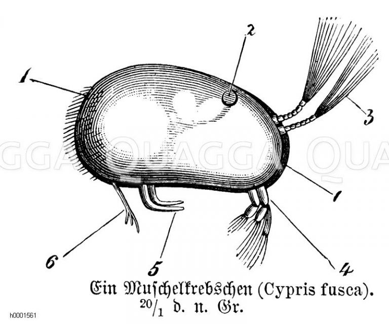 Muscheln - Bildkategorie - Quagga Illustrations Bilddatenbank