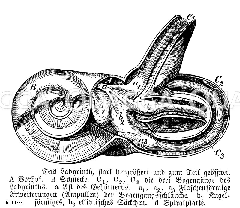 Mensch: Labyrinth des Ohrs