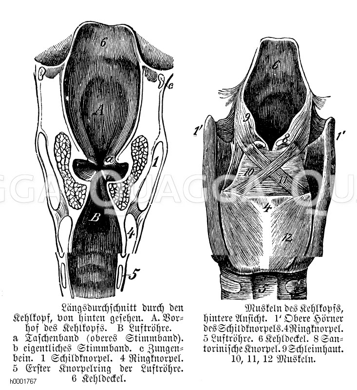 Anatomie Des Schildknorpels Die Schilddrüse Anatomie Und Chirurgie
