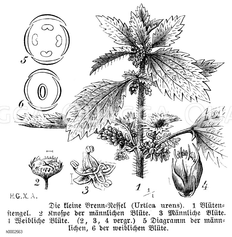 Kleine Brennnessel