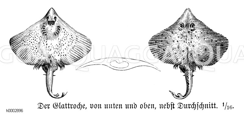 Glattrochen - Quagga Illustrations