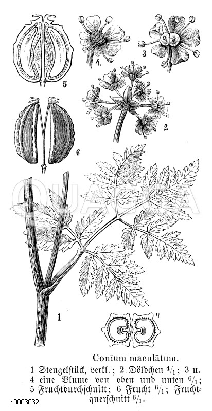 Apiaceae - Doldengewächse - Bildkategorie - Bilddatenbank