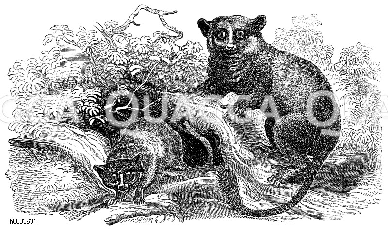 Kleiner Galago, Buschbaby und Gemeiner Galago