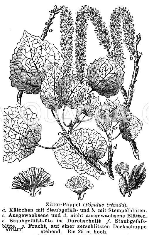 Zitterpappel - Quagga Illustrations