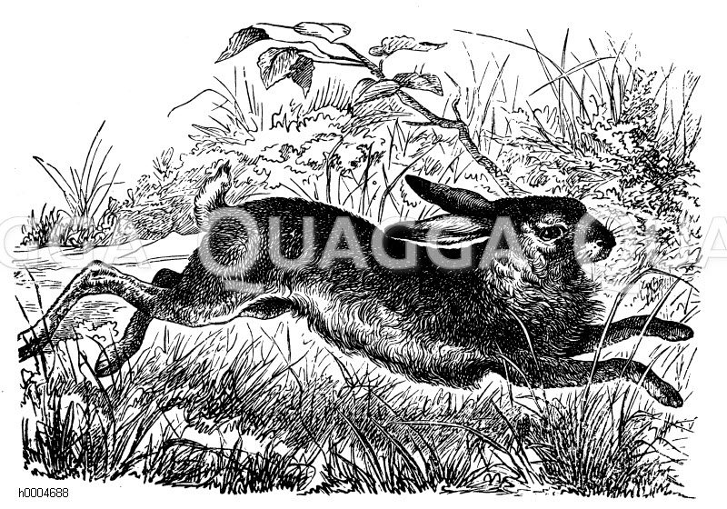 Feldhase - Bildkategorie - Quagga Illustrations Bilddatenbank
