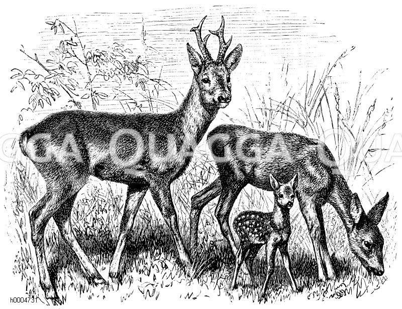 Rehwild - Bildkategorie - Quagga Illustrations Bilddatenbank
