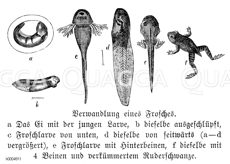 Frosch: Entwicklung