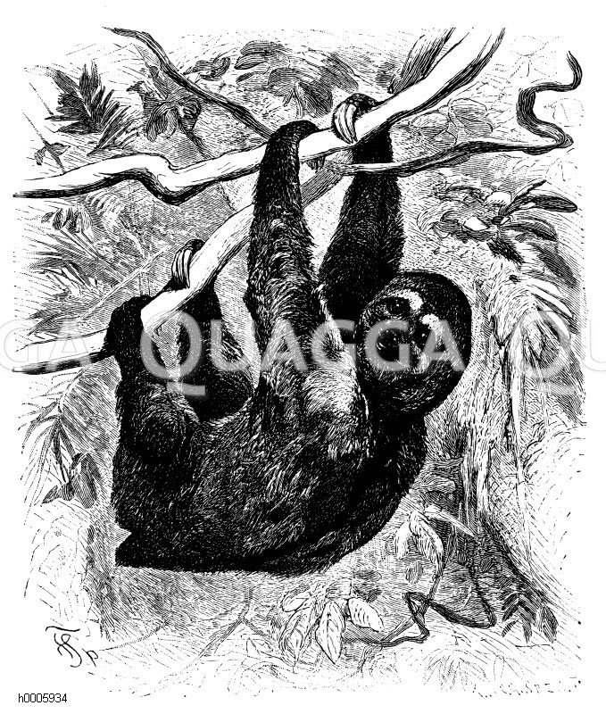 Ai, Dreizehiges Faultier - Quagga Illustrations