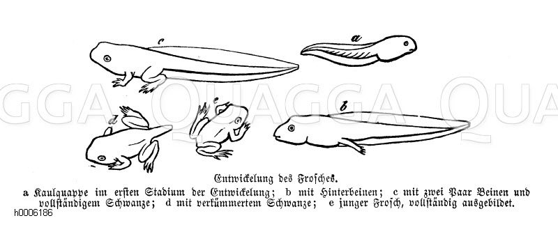 Frosch: Entwicklung