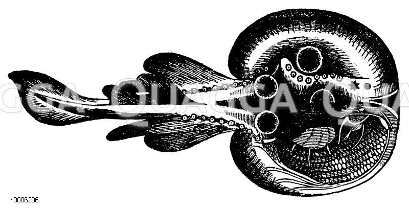 Zitterrochen: Zellenapperat entblößt - Quagga Illustrations