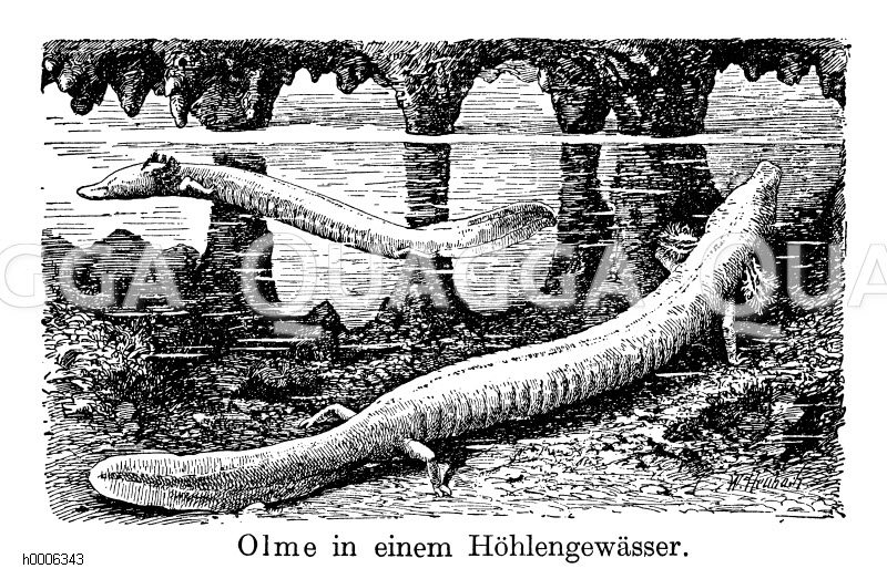 Olm - Quagga Illustrations
