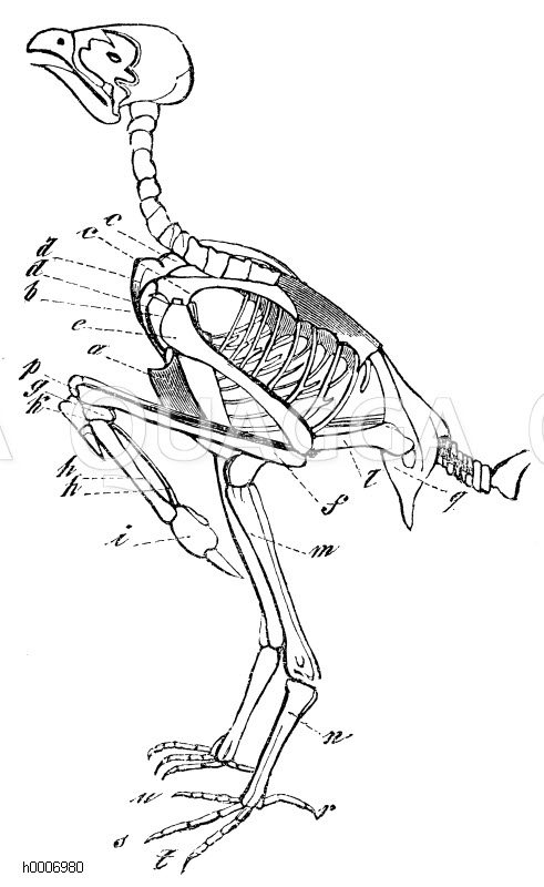 Vogel: Skelett