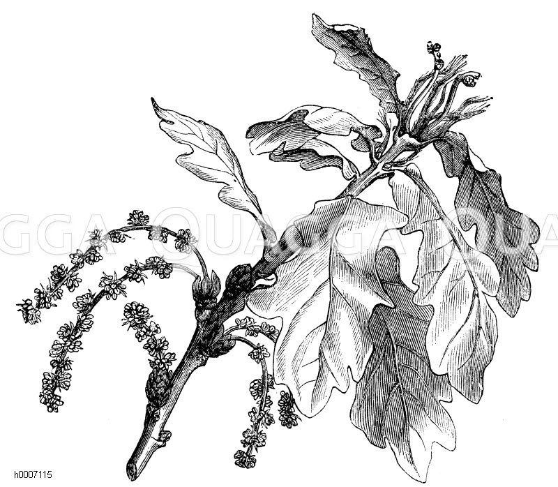 Sommereiche, Stieleiche: Zweig