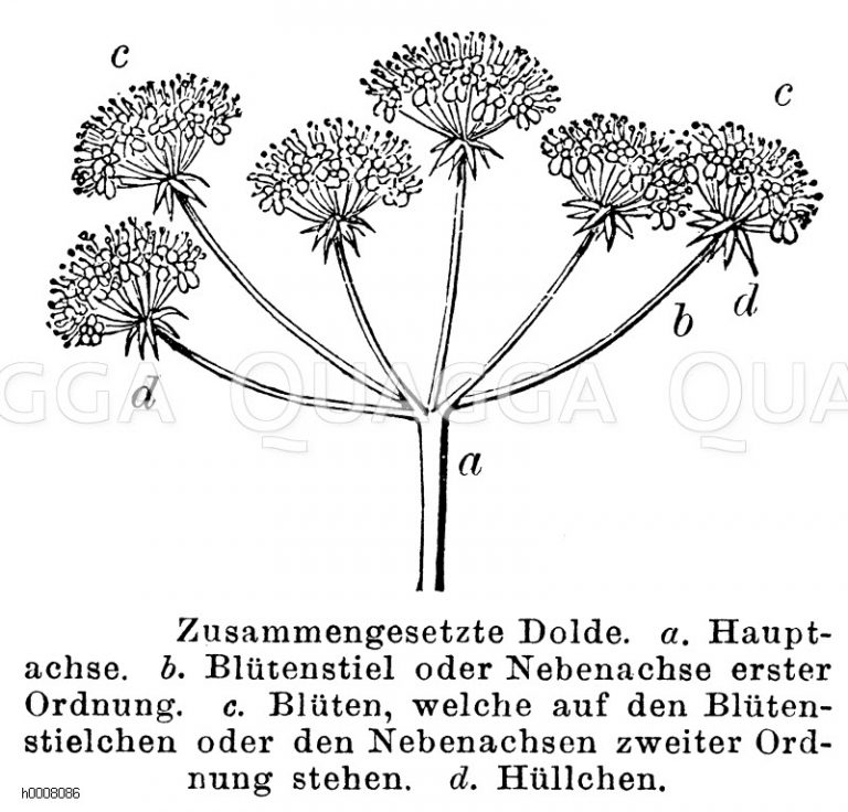 Apiaceae - Doldengewächse - Bildkategorie - Bilddatenbank