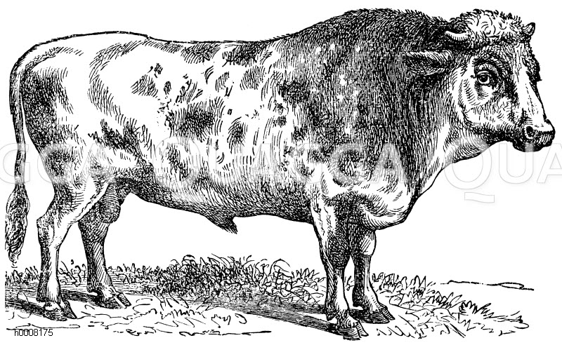 Bulle, Stier - Bildkategorie - Bilddatenbank