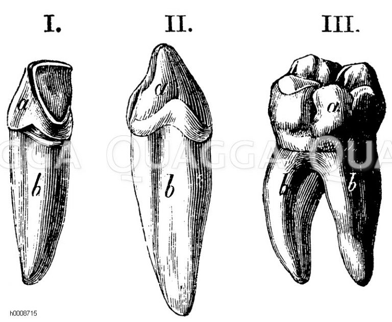 Mensch: I) Schneidezahn, II) Eckzahn, III) Backenzahn, a) Krone, b ...