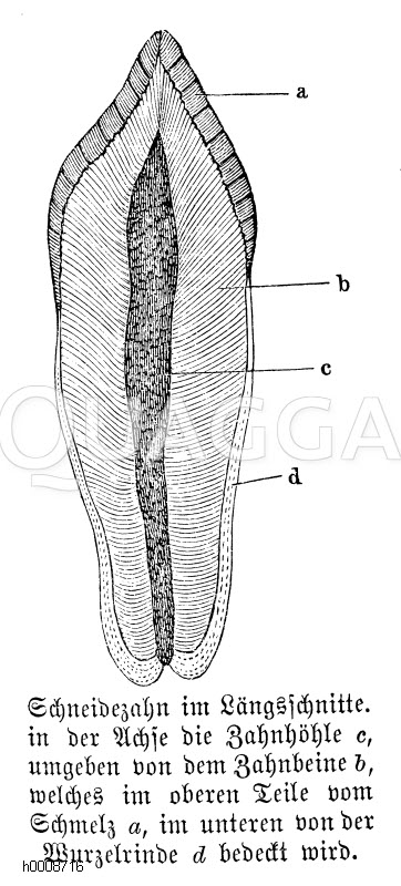 Mensch: Schneidezahn, Längschnitt. In der Achse die Zahnhöhle