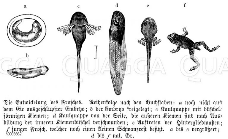 Frosch: Entwicklung. a) noch nicht aus dem Ei ausgeschlüpfter Embryo, b ...