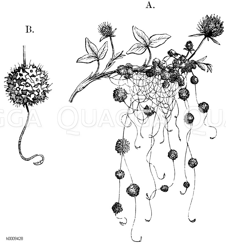Ackerwinde - Quagga Illustrations