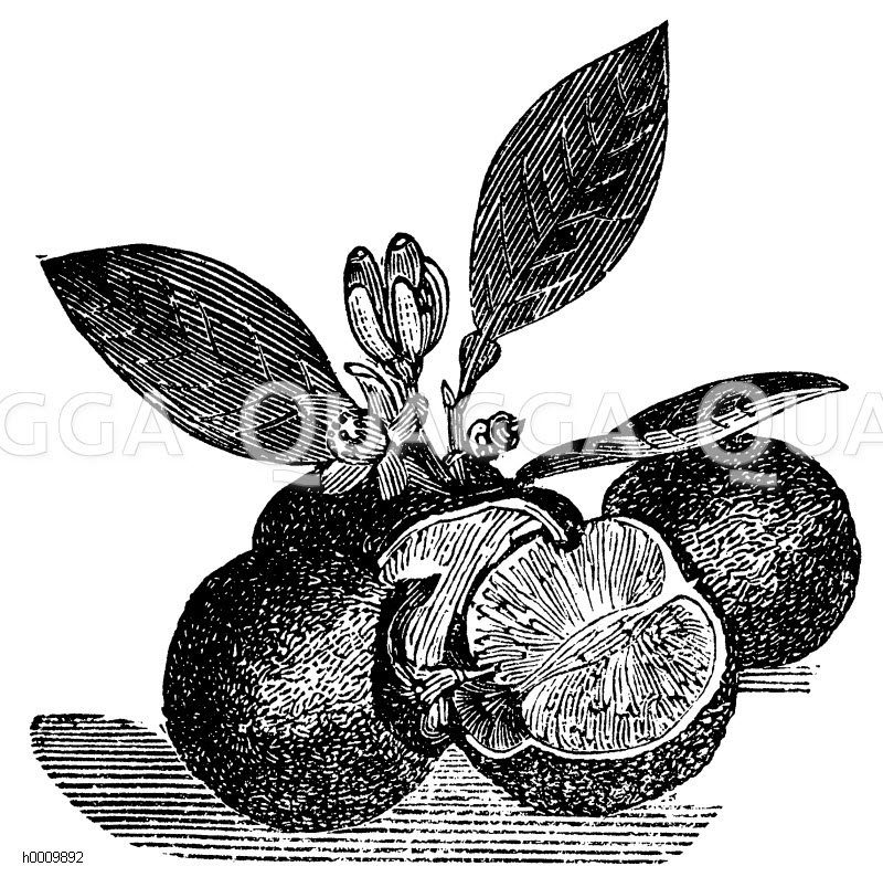Apfelsine