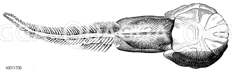 Coccosteus, ein devonischer Panzerfisch