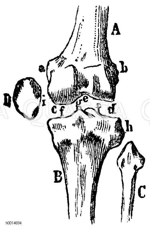 Mensch: Knochen des Knies und des Unterschenkels