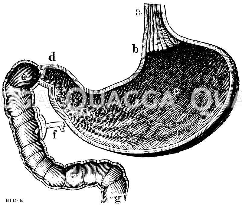 Magen des Menschen, a) Speiseröhre, b) Cardia oder Magenmund, c ...