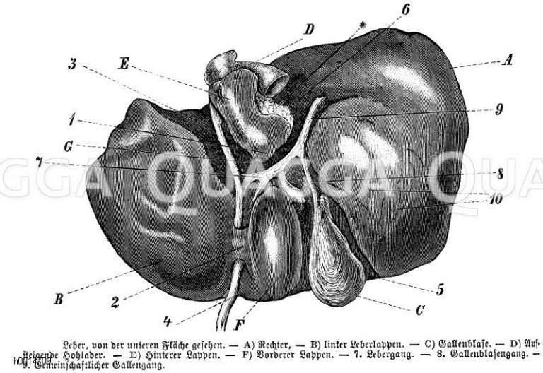 Leber. A) rechter, B) linker Leberlappen, C) Gallenblase, D ...