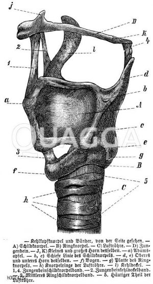 Mensch: I) Schneidezahn, II) Eckzahn, III) Backenzahn, a) Krone, b ...
