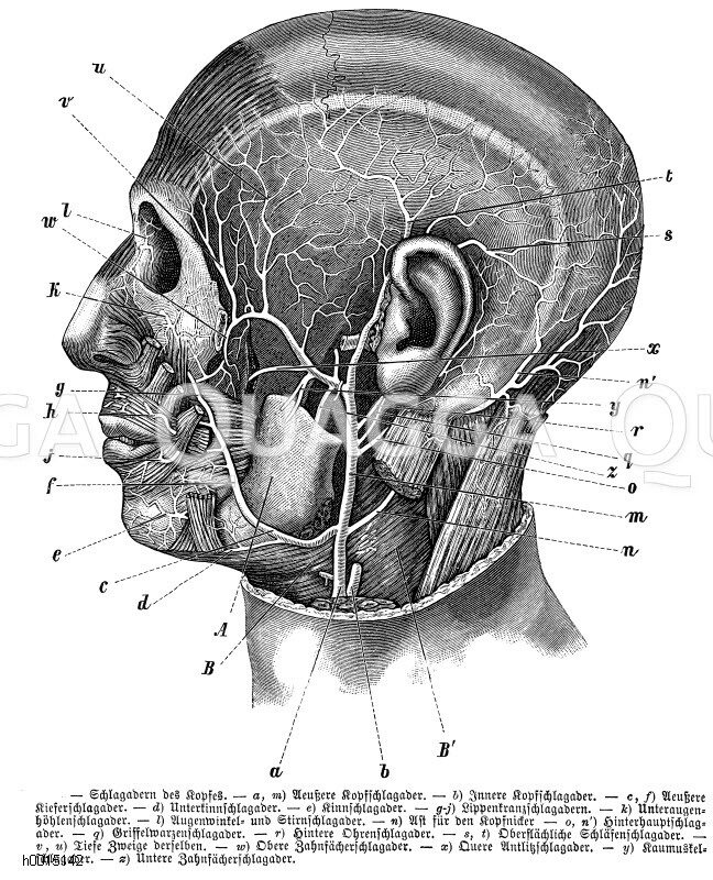 Mensch: Schlagader des Kopfes