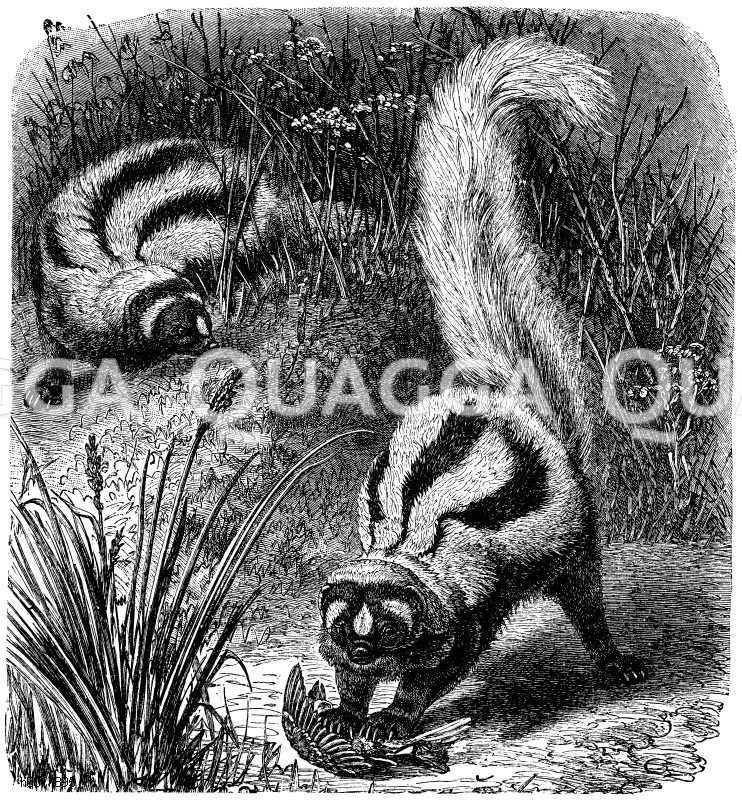 Zorilla - Quagga Illustrations