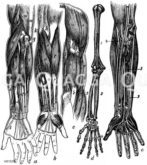 Arm: a) rechter Arm mit Muskeln, Nerven und Blutgefäßen, b) Vorderseite ...