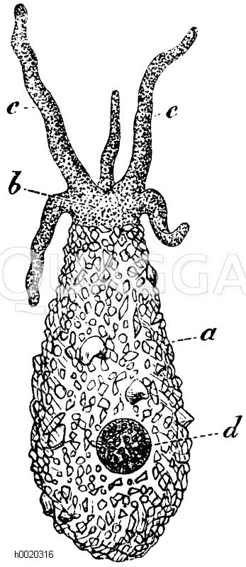 Difflugia - Quagga Illustrations