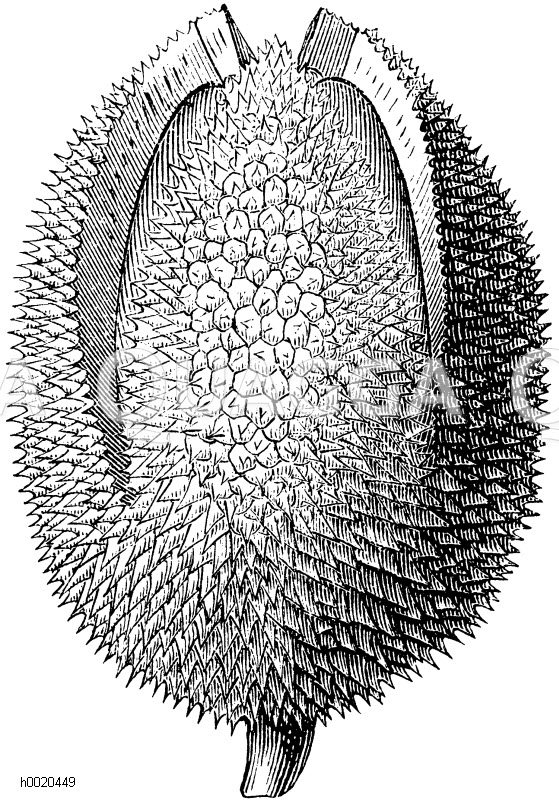 Frucht des Duriang - Quagga Illustrations
