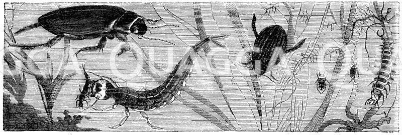 Dyticus marginalis mit Larve, Acilius sulcatus, Hydroporus elegans ...