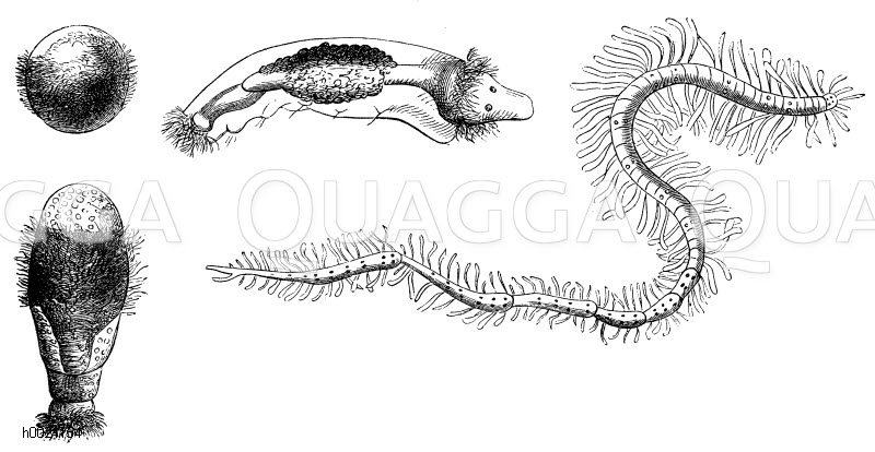 Borstenwurm. Entwicklung: bei der Terebella nebulosa bedeckt sich das ...
