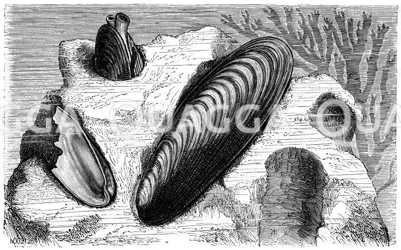 Lithodomus lithophagus - Quagga Illustrations