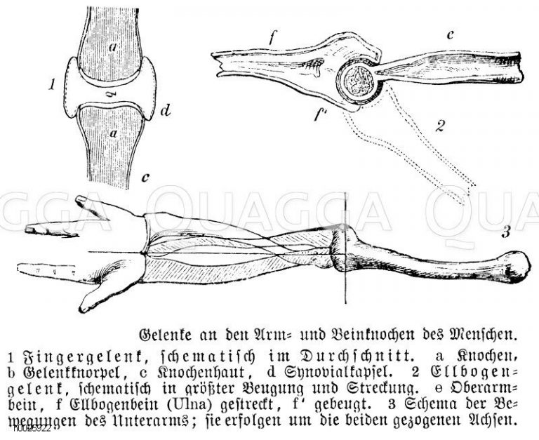 Gelenke an den Arm- und Beinknochen des Menschen. I Fingergelenk ...
