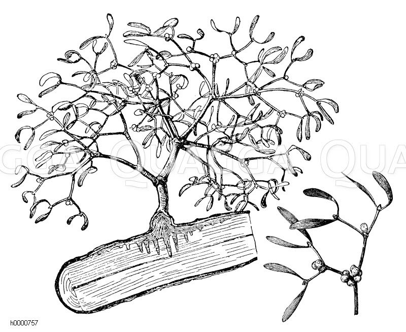 Mistel - Bildkategorie - Bilddatenbank