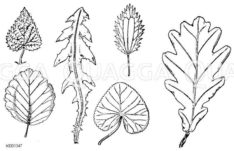 Blattformen - Quagga Illustrations