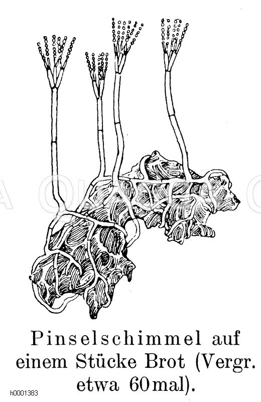 Pinselschimmel auf einem Stück Brot