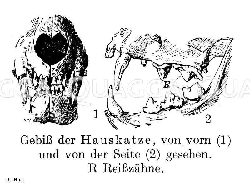 Hauskatze, Gebiss