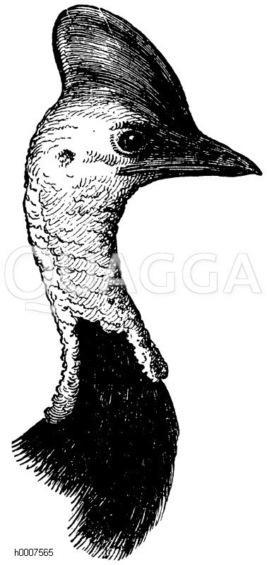 Helmkasuar - Quagga Illustrations