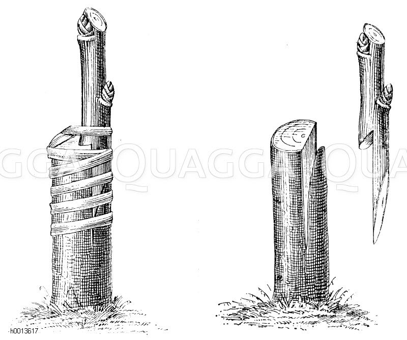 links: Vollendete Kopulation mit Sattel, rechts: Kopulation und ...